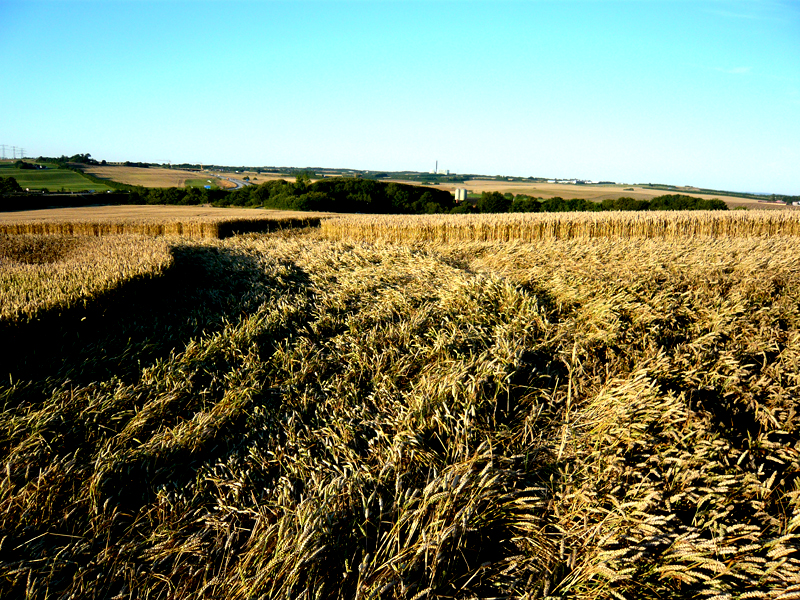 Danish crop-circles